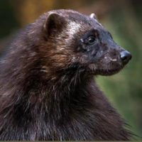 Wolverine Ecology and Conservation – Northern Rockies Conservation ...