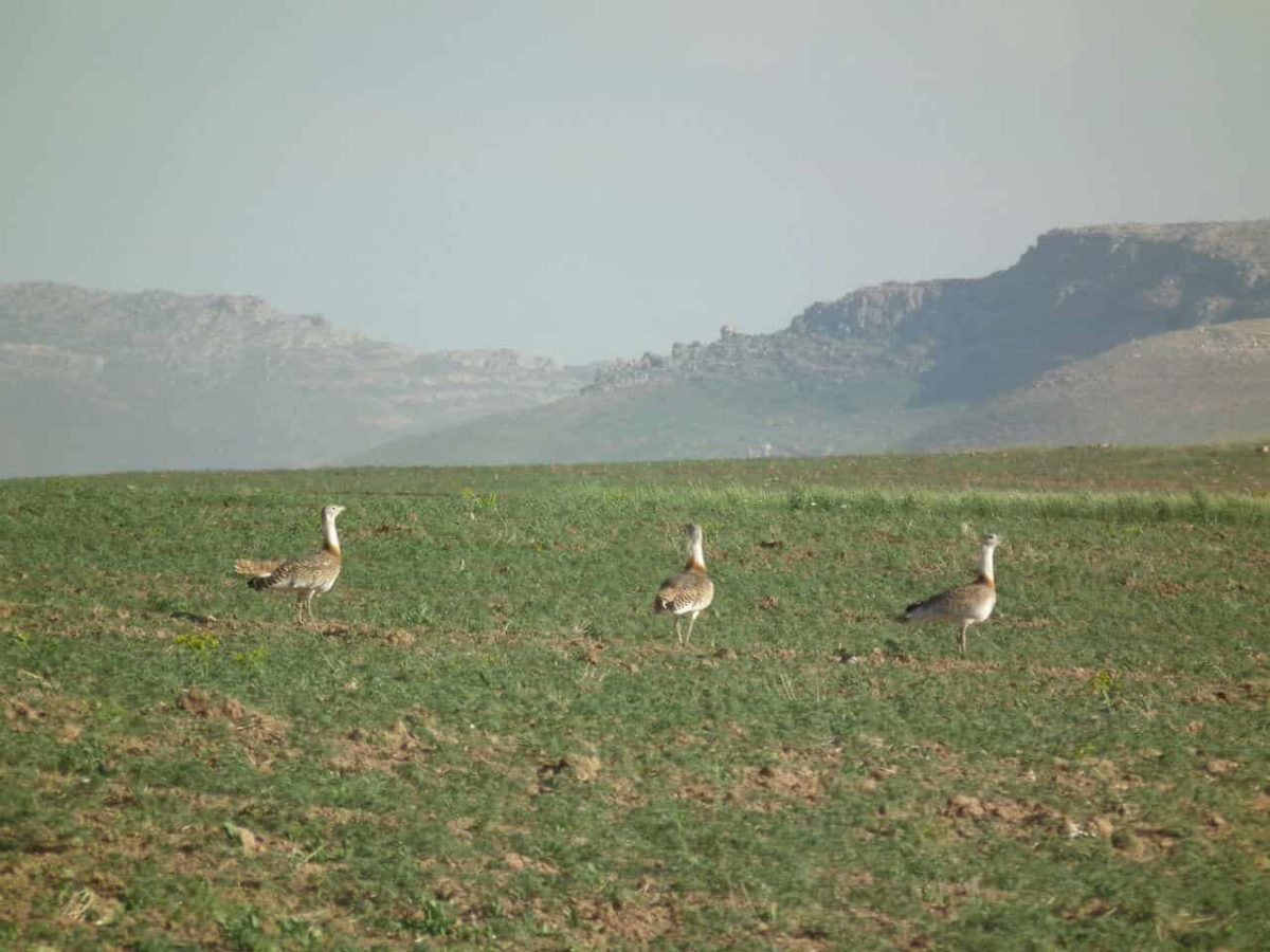 Advancing Conservation of an Iconic Steppe Bird in Mongolia – Northern ...